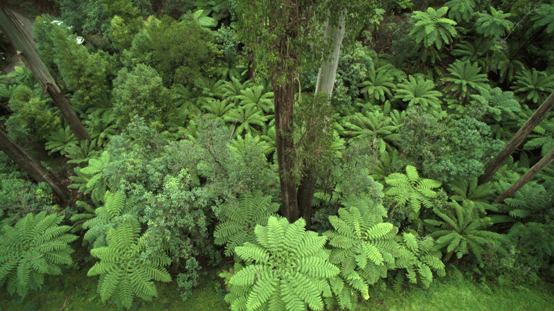 The great forest cover-up: 10… | Australian Conservation Foundation
