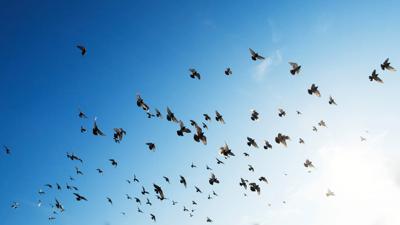 Australia is a megadiverse… | Australian Conservation Foundation