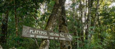 How to spot a platypus | Australian Conservation Foundation