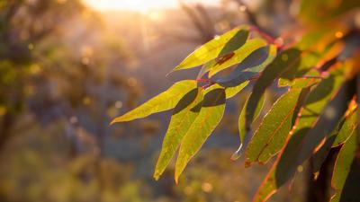 Australia is a megadiverse… | Australian Conservation Foundation