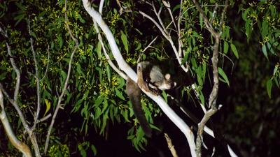 Australia is a megadiverse… | Australian Conservation Foundation