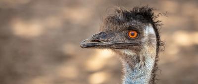 Australia is a megadiverse… | Australian Conservation Foundation