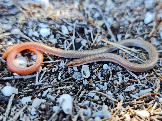 New Threatened Species Highlight Climate's Toll | Mirage News