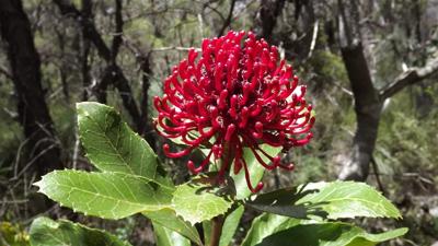 Australia is a megadiverse… | Australian Conservation Foundation