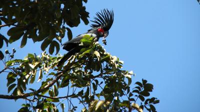 Australia is a megadiverse… | Australian Conservation Foundation