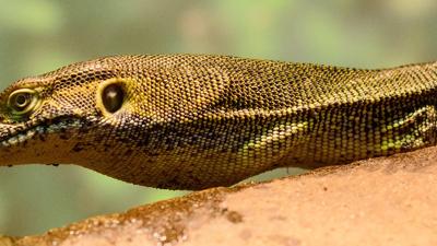 Australia is a megadiverse… | Australian Conservation Foundation