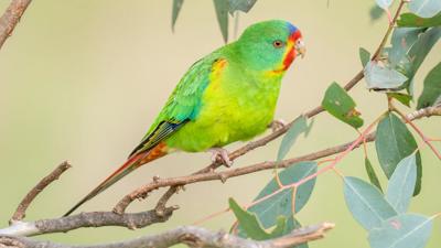 Australia is a megadiverse… | Australian Conservation Foundation