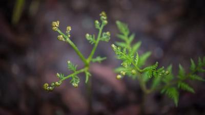 How are our koalas really doing? | Australian Conservation Foundation