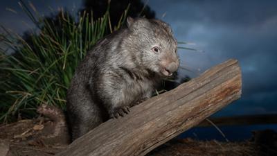 What is the EPBC Act?… | Australian Conservation Foundation