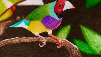 How are our koalas really doing? | Australian Conservation Foundation