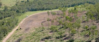 How are our koalas really doing? | Australian Conservation Foundation