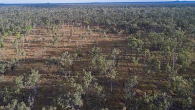 Deforestation in Australia: Why… | Australian Conservation Foundation