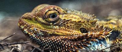 Australia is a megadiverse… | Australian Conservation Foundation