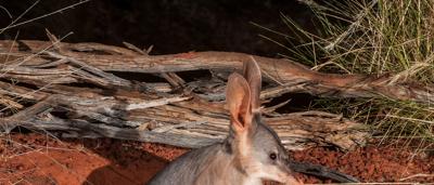 Our beloved bilby under threat | Australian Conservation Foundation