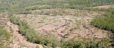 The banks behind Queensland’s… | Australian Conservation Foundation