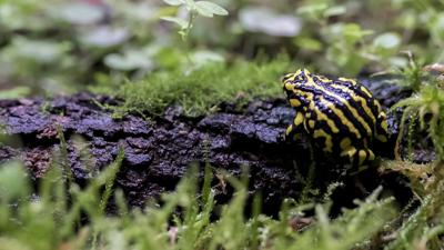 Australia is a megadiverse… | Australian Conservation Foundation