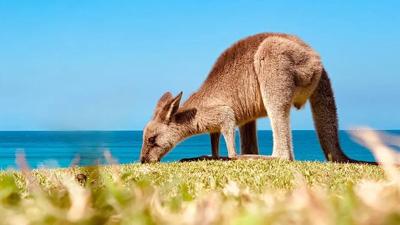 Australia is a megadiverse… | Australian Conservation Foundation