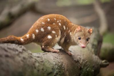 Australia is a megadiverse… | Australian Conservation Foundation