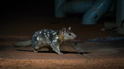 Australia is a megadiverse… | Australian Conservation Foundation