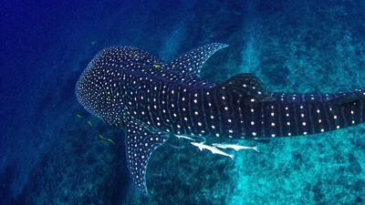 Australia is a megadiverse… | Australian Conservation Foundation