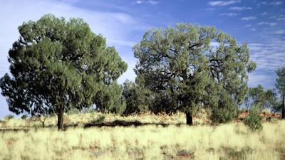 Australia is a megadiverse… | Australian Conservation Foundation