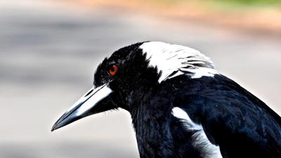 Australia is a megadiverse… | Australian Conservation Foundation