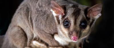 Australia is a megadiverse… | Australian Conservation Foundation