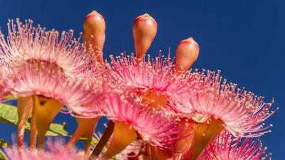 Australia is a megadiverse… | Australian Conservation Foundation