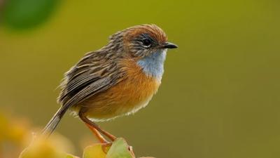 Australia is a megadiverse… | Australian Conservation Foundation