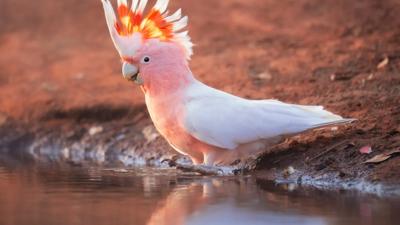 Australia is a megadiverse… | Australian Conservation Foundation