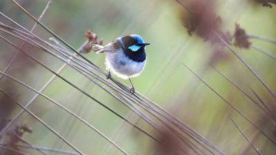 Australia is a megadiverse… | Australian Conservation Foundation