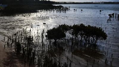 Australia is a megadiverse… | Australian Conservation Foundation