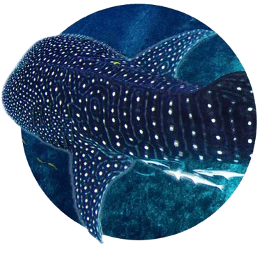 Australia is a megadiverse… | Australian Conservation Foundation