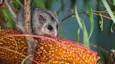 How are our koalas really doing? | Australian Conservation Foundation