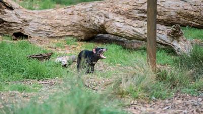 Australia is a megadiverse… | Australian Conservation Foundation