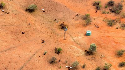 How are our koalas really doing? | Australian Conservation Foundation