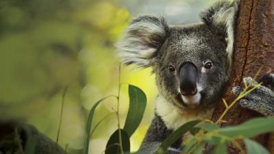 Australia is a megadiverse… | Australian Conservation Foundation